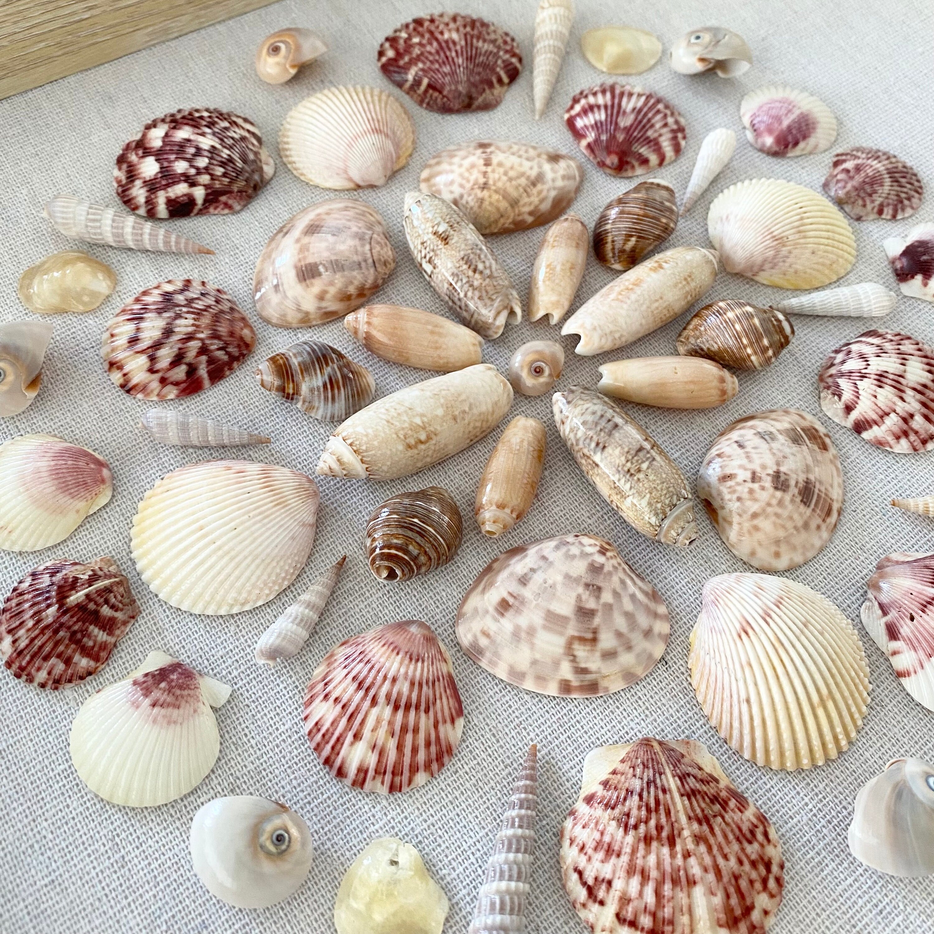 Colorful Shell Mandala Shadow Box Art With Glass Enclosure - Etsy