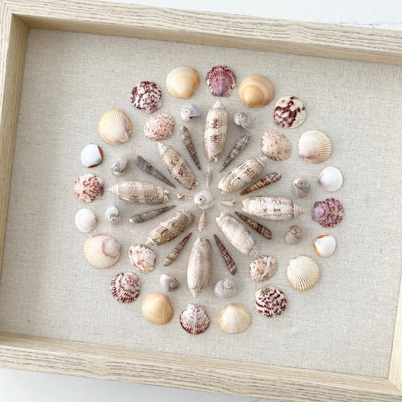Shell Mandala Shadow Box Art With Glass Enclosure - Etsy