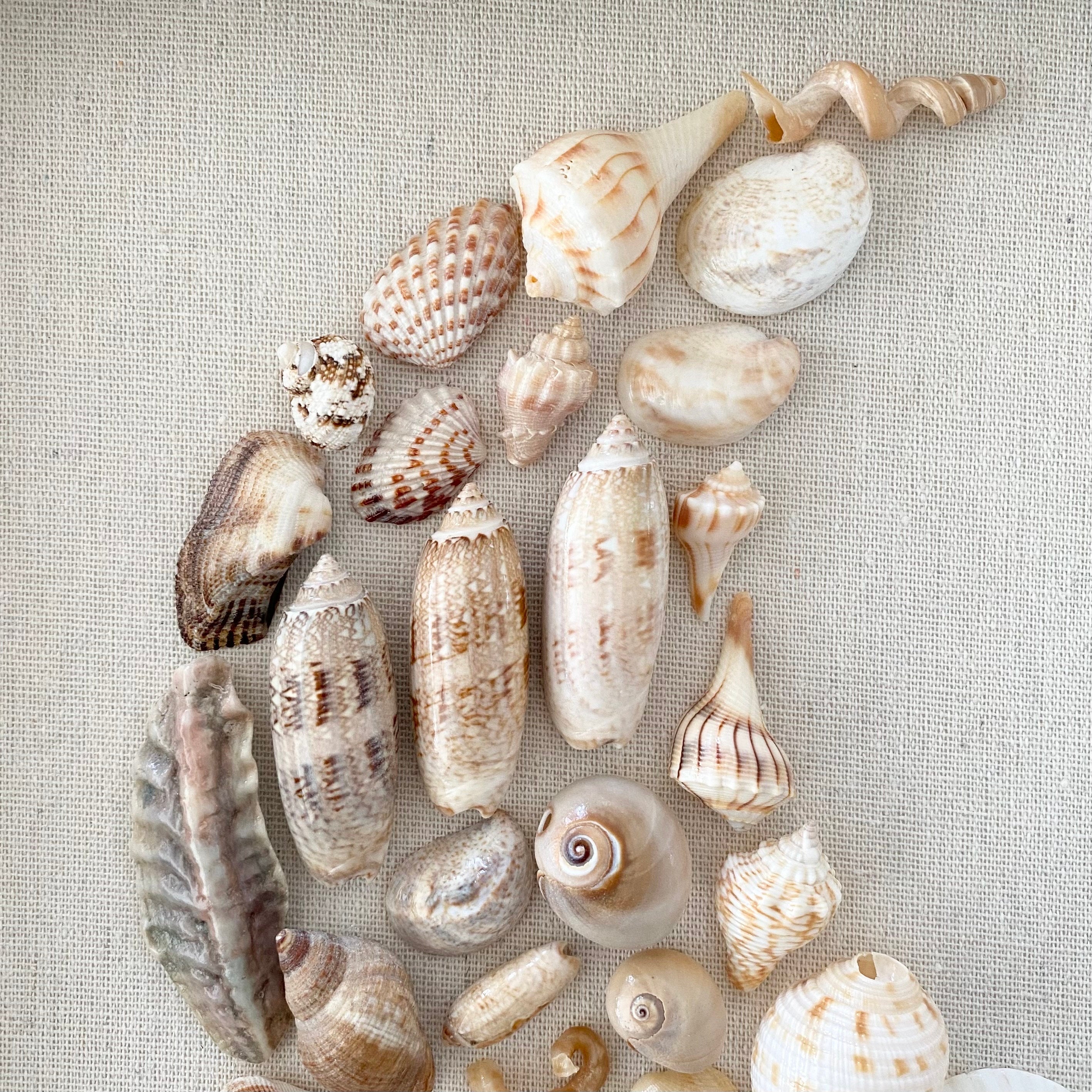 Crescent Moon Shell Shadow Box Art With Glass Enclosure - Etsy