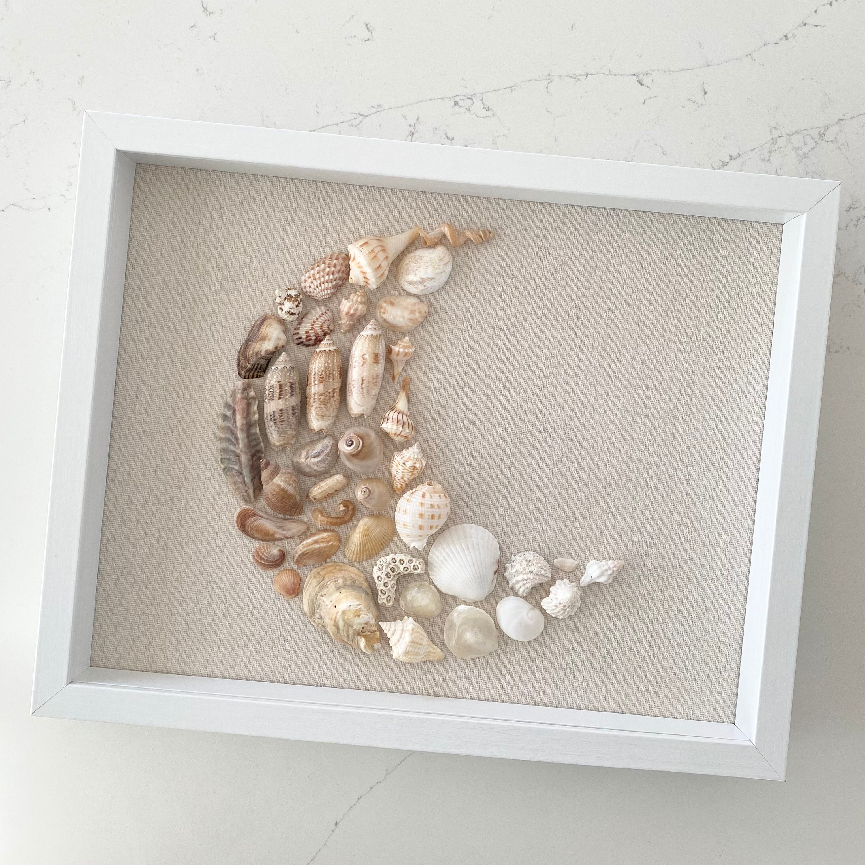 Crescent Moon Shell Shadow Box Art With Glass Enclosure - Etsy