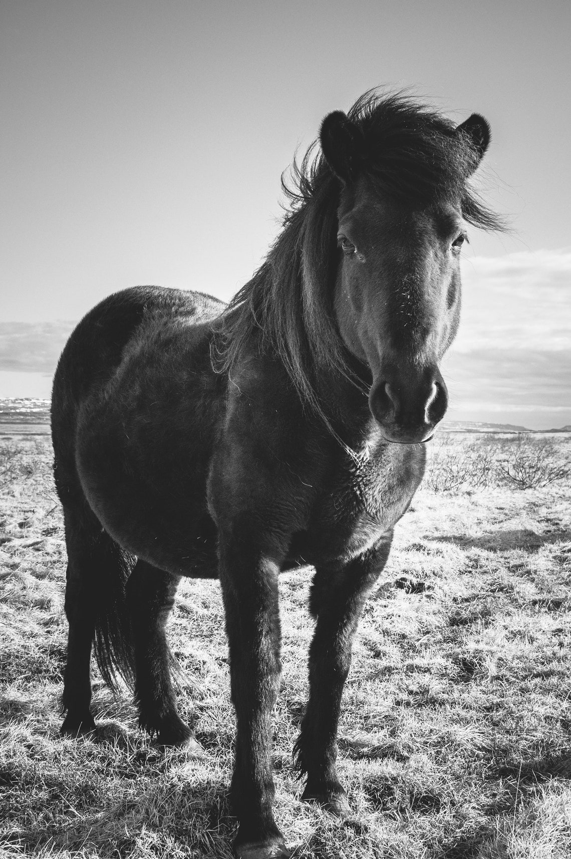 Icelandic Pony Black & White Print - Etsy