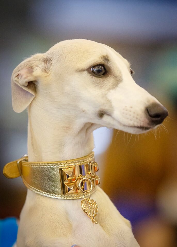 Dog Collar Handmade Collar Exclusive Collar Luxury Collar - Etsy