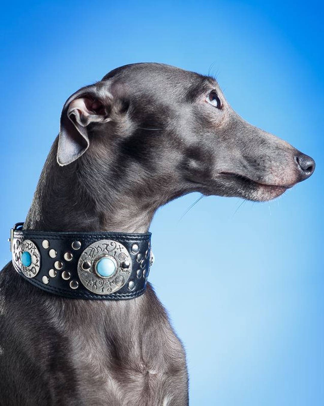 Whippet Dog Collar | Afghan Hound Collar | Windhundhalsband Collar ...