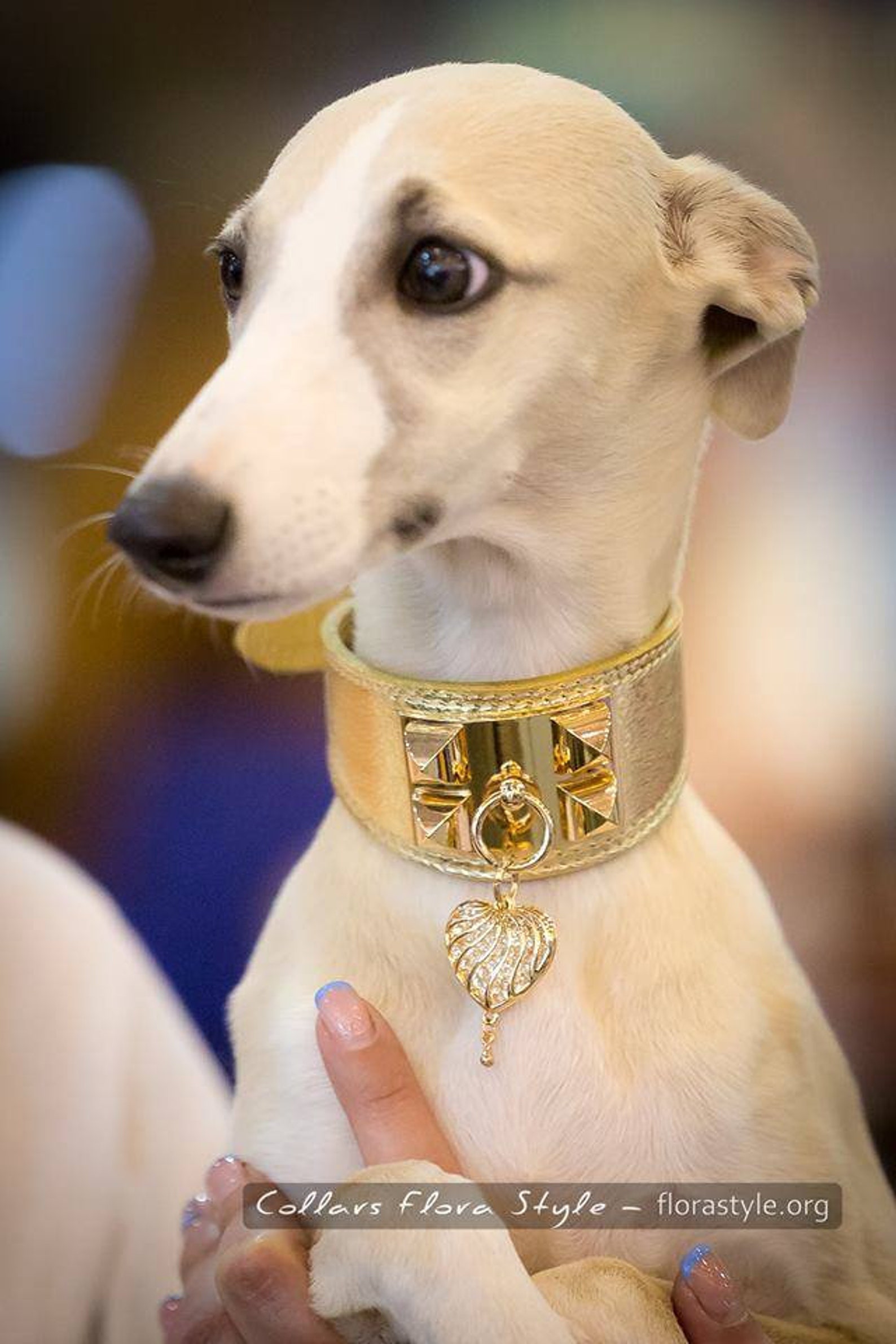 Dog Collar Handmade Collar Exclusive Collar Luxury Collar - Etsy