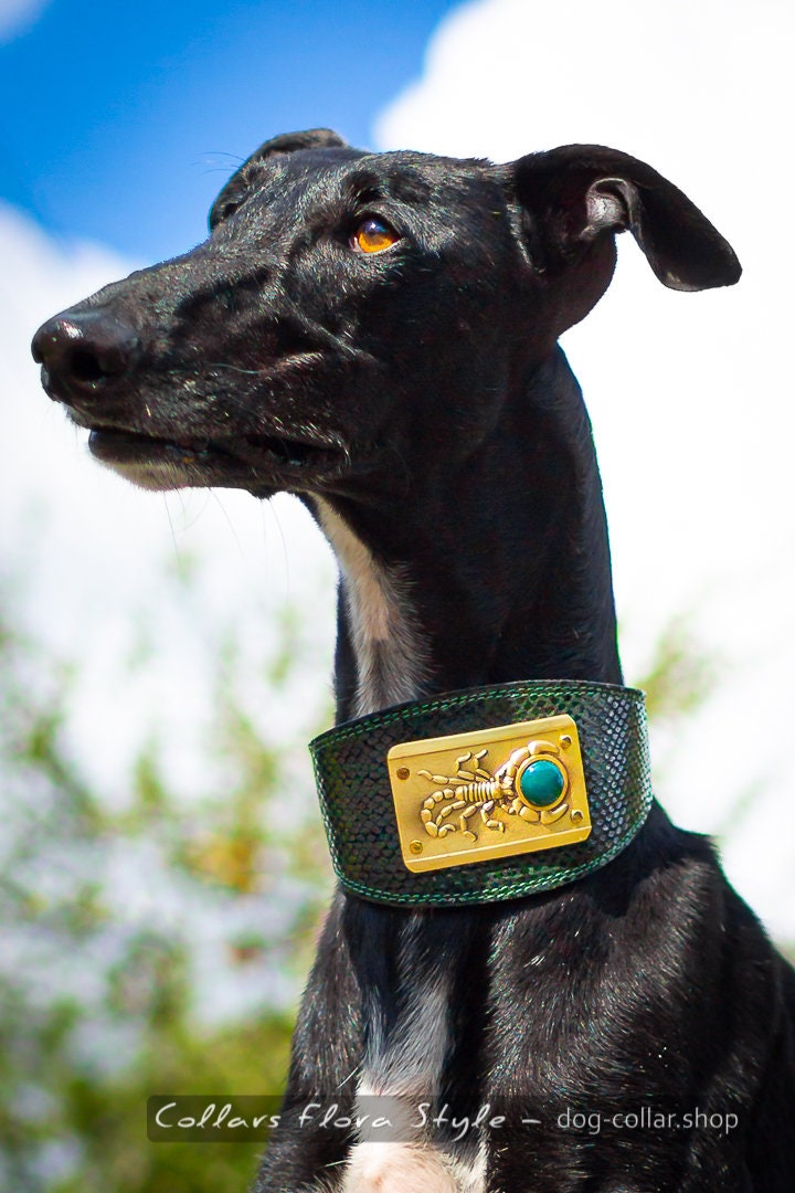 Luxury Leather Dog Collar for Sighthound Greyhound Afghan | Etsy