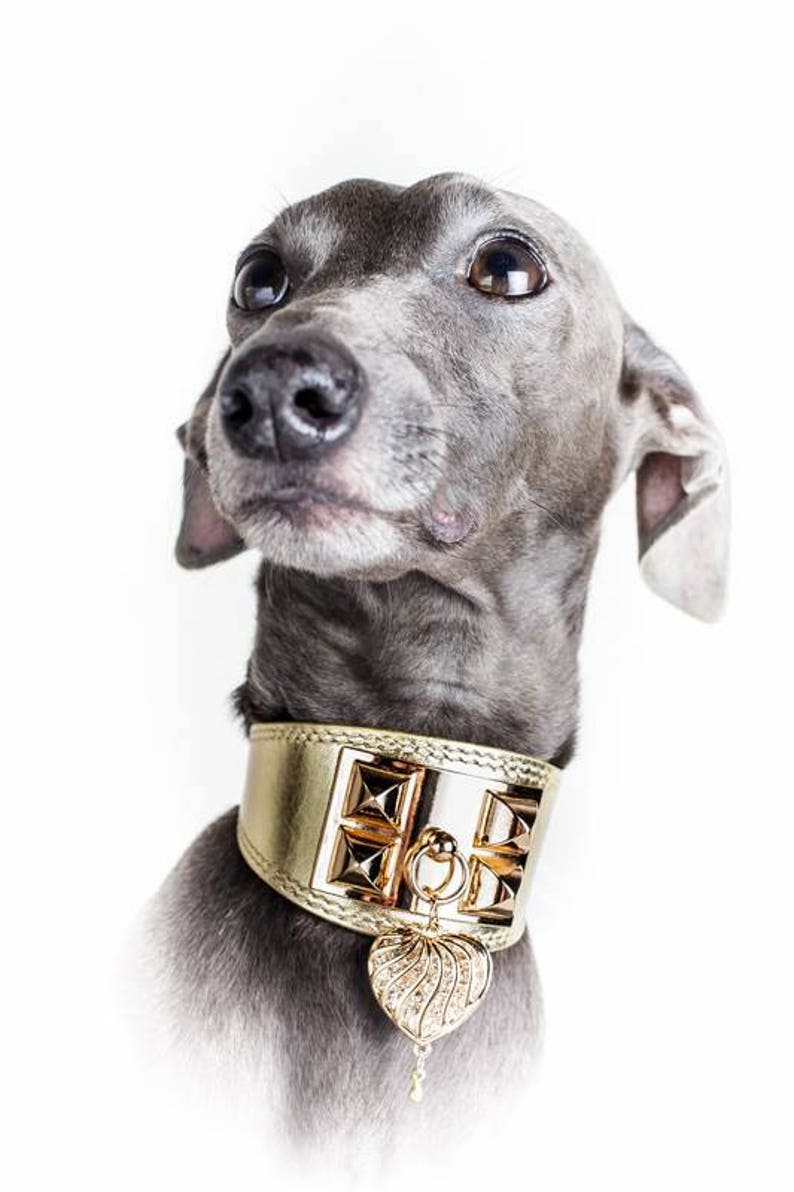 Dog Collar Handmade Collar Exclusive Collar Luxury Collar - Etsy