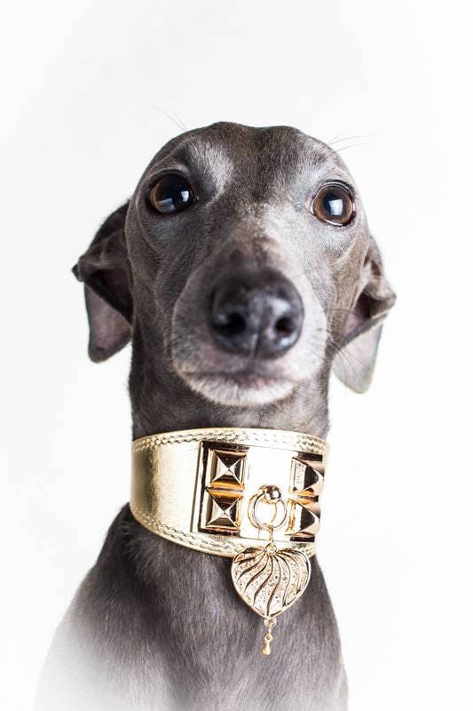 Dog Collar Handmade Collar Exclusive Collar Luxury Collar - Etsy