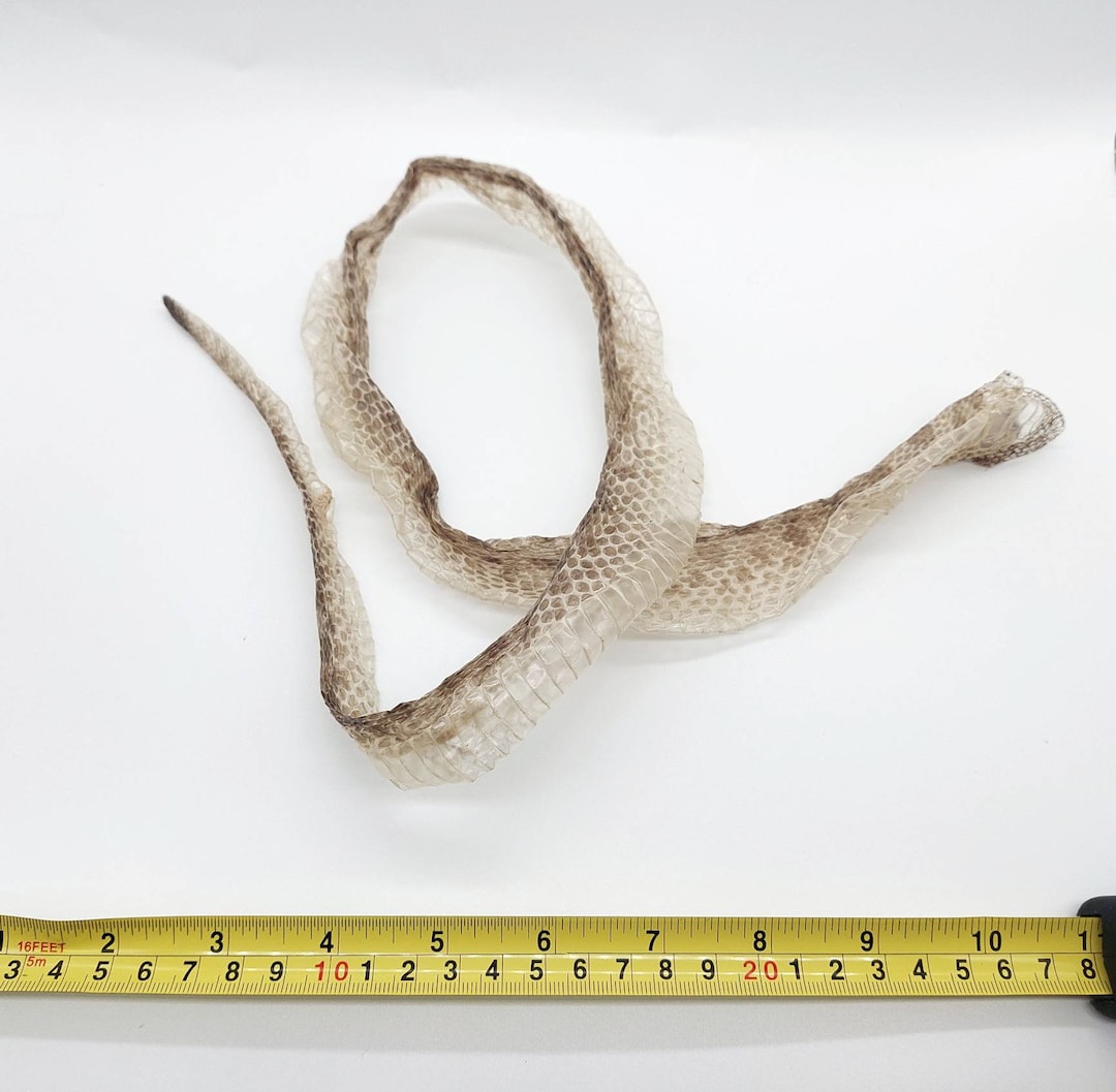 Hognose Snake Skin Shed Normal Morph C.25 Inches GERT002 - Etsy