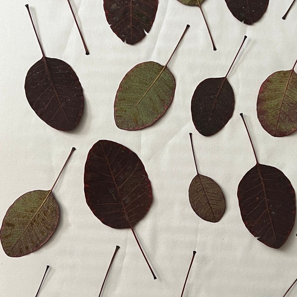 Pressed Leaves - Etsy