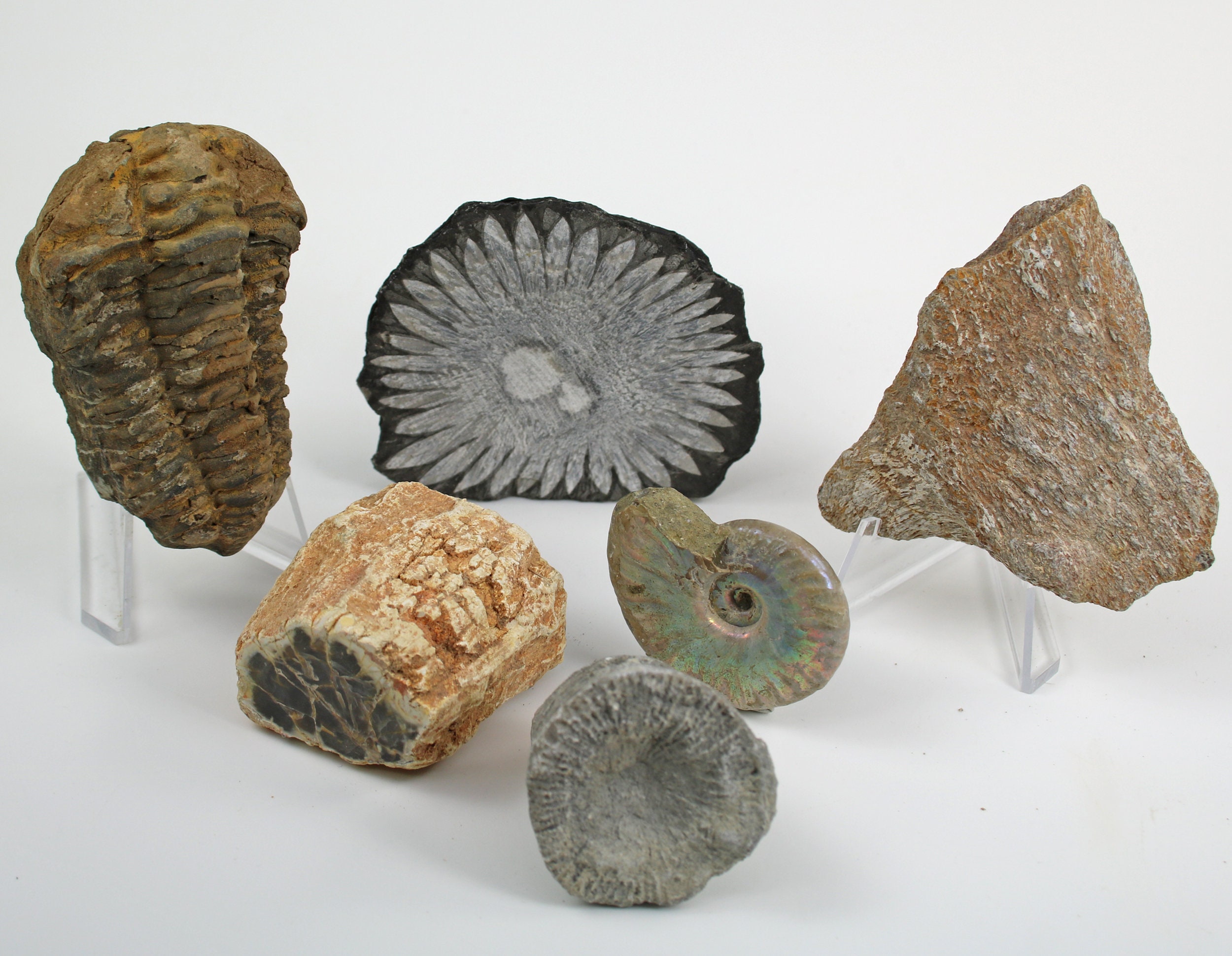 Mineral Replacement Fossils