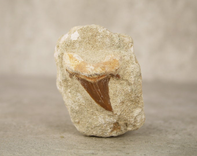 Shark Tooth Specimen, Fossil Otodus Shark Tooth in Matrix, Collector ...
