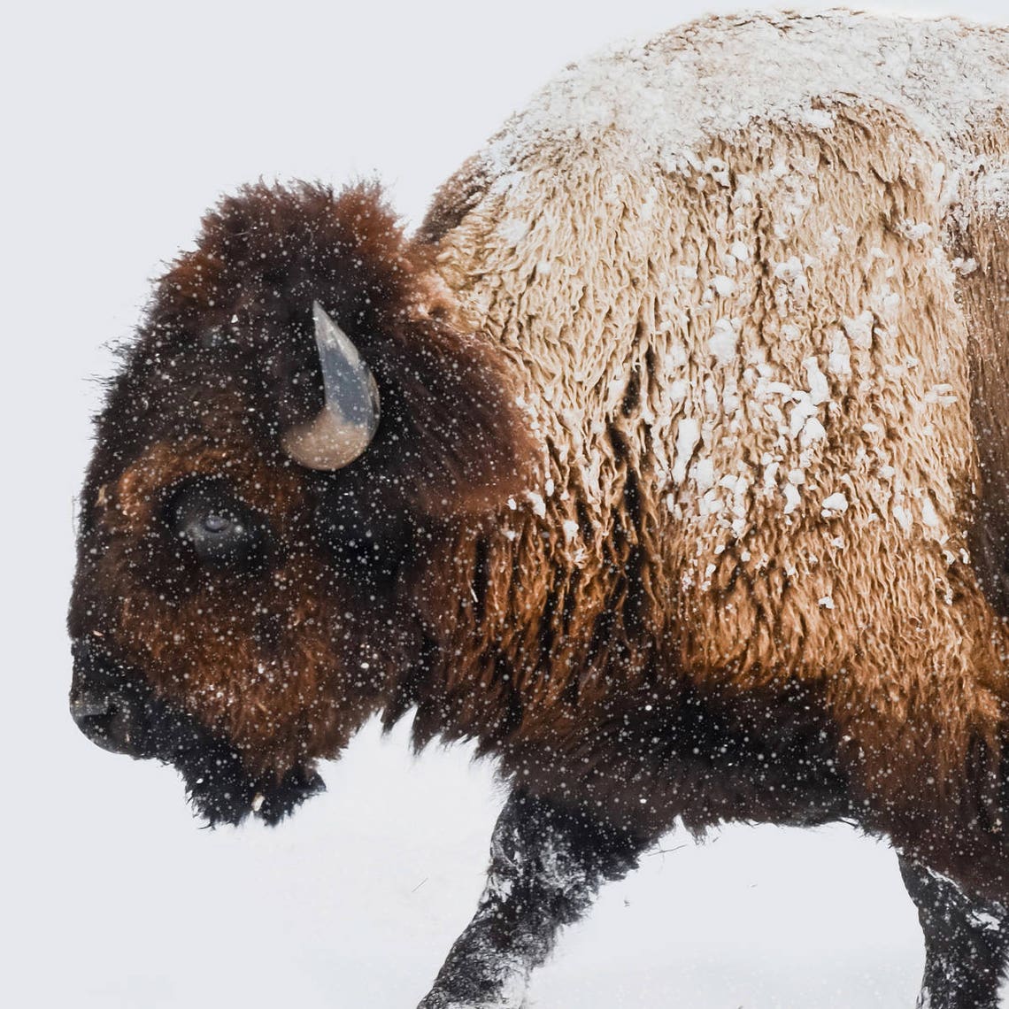 Buffalo Print/ Bison Print/ Printable Art/ Buffalo Wall Art/ | Etsy