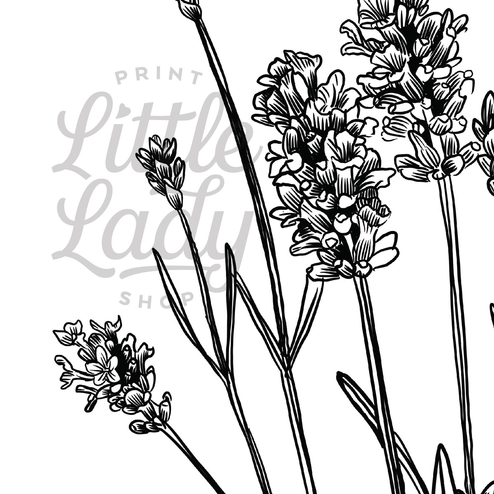 Lavender Line Art Print Lavender Printable Wall Art - Etsy