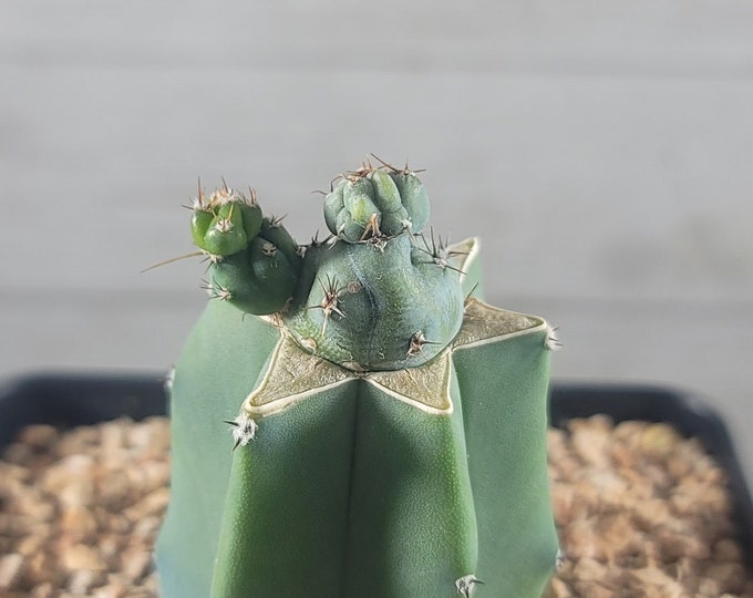 Myrtillocactus Geometrizans Cv. 'stacker' Graft Bilberry Cactus ...