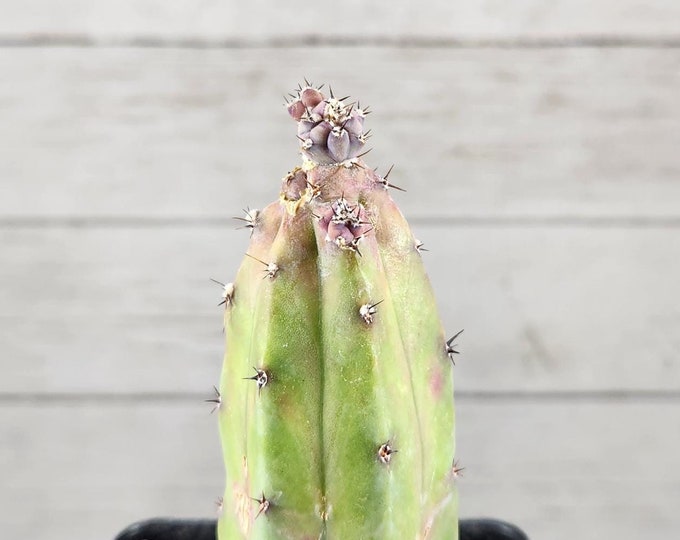 Myrtillocactus Geometrizans Cv. 'stacker' - Own Roots - Rare Live ...