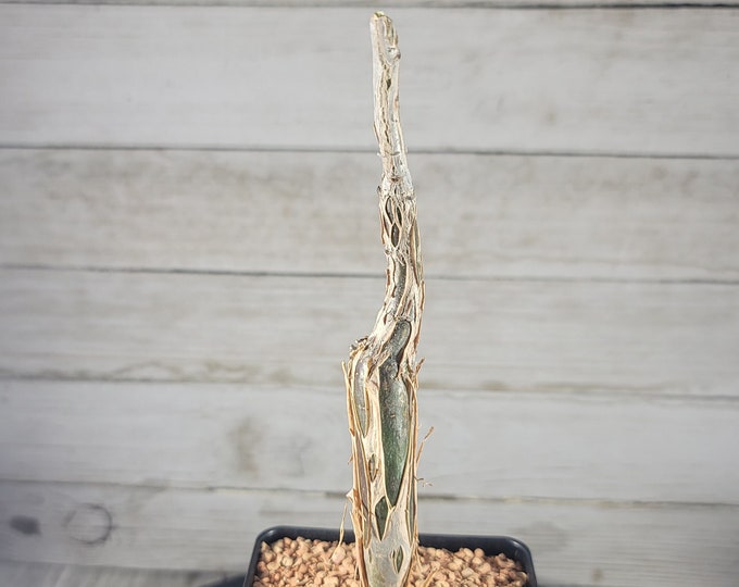 Bursera Fagaroides Torchwood Copal / Fragrant Bursera - Etsy