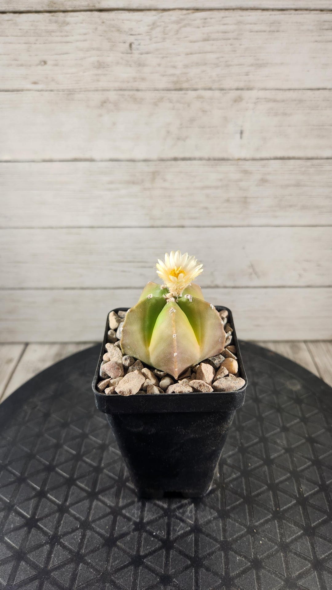 Astrophytum Myriostigma Nudum - Seed Grown - Rare Cactus - USA - Etsy