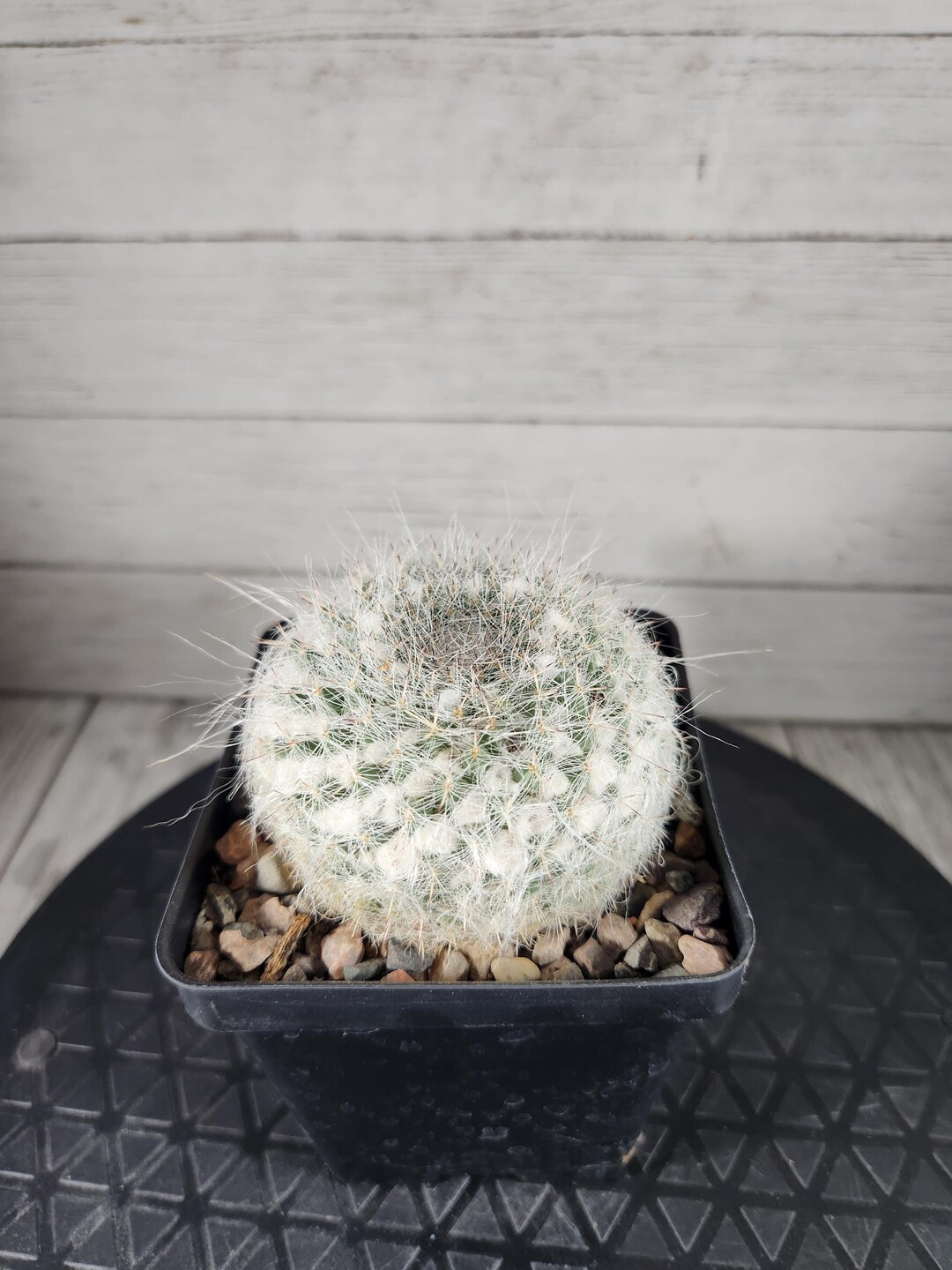 Mammillaria Hahniana Old Lady Cactus Seed Raised Rare Live Cactus Plant ...