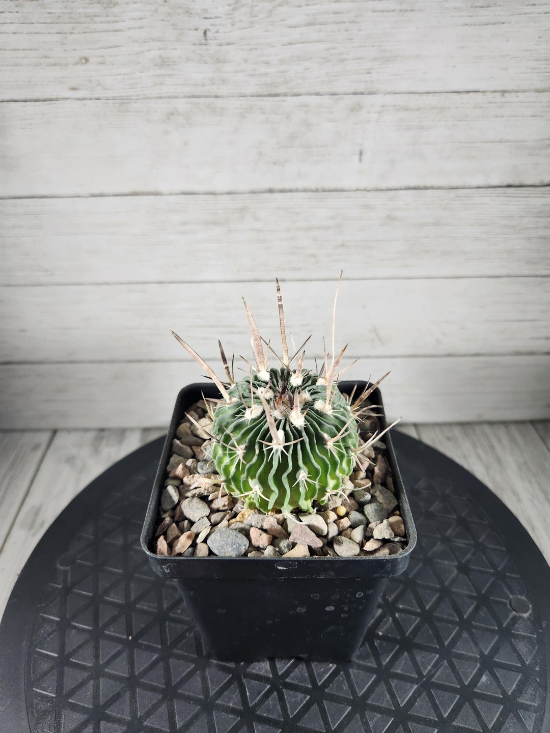 Stenocactus Species - Brain Cactus - Seed Raised - Rare Live Cactus ...