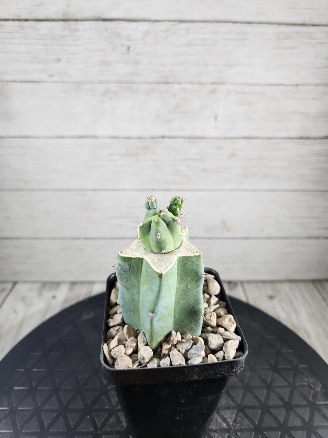 Myrtillocactus Geometrizans Cv. 'stacker' Grafted Rare Live Cactus ...