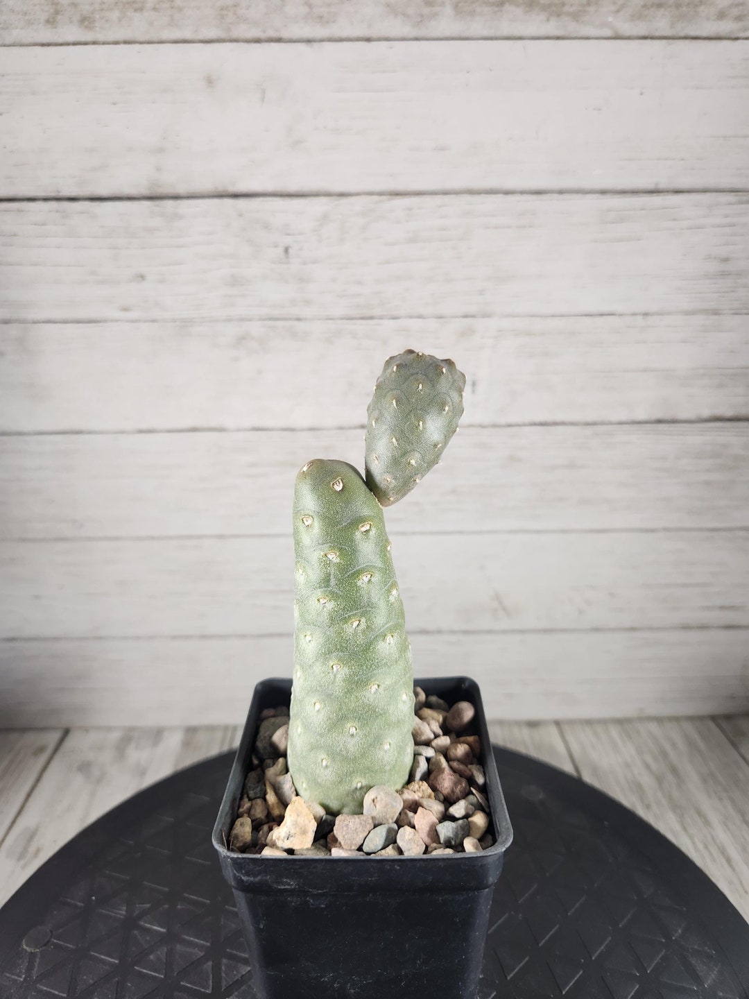 Tephrocactus Articulatus Spruce Cone Cactus Rare Live Cactus Plant - Etsy