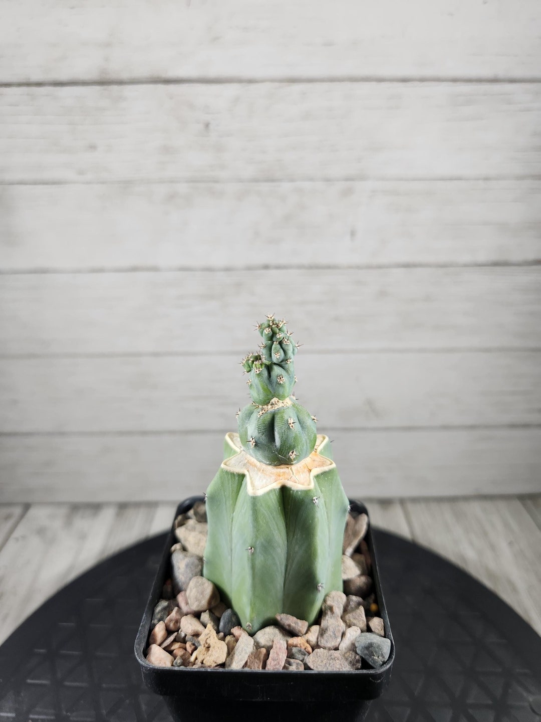 Myrtillocactus Geometrizans Cv. 'stacker' Grafted Rare Live Cactus ...