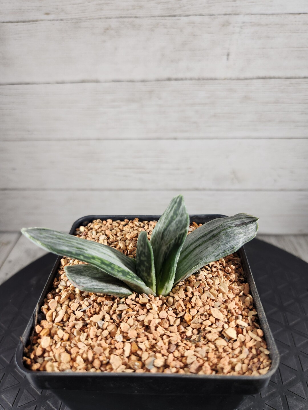 Gasteria Cv. Fuji Yuki Variegated Rare Live Cactus Plant - Etsy