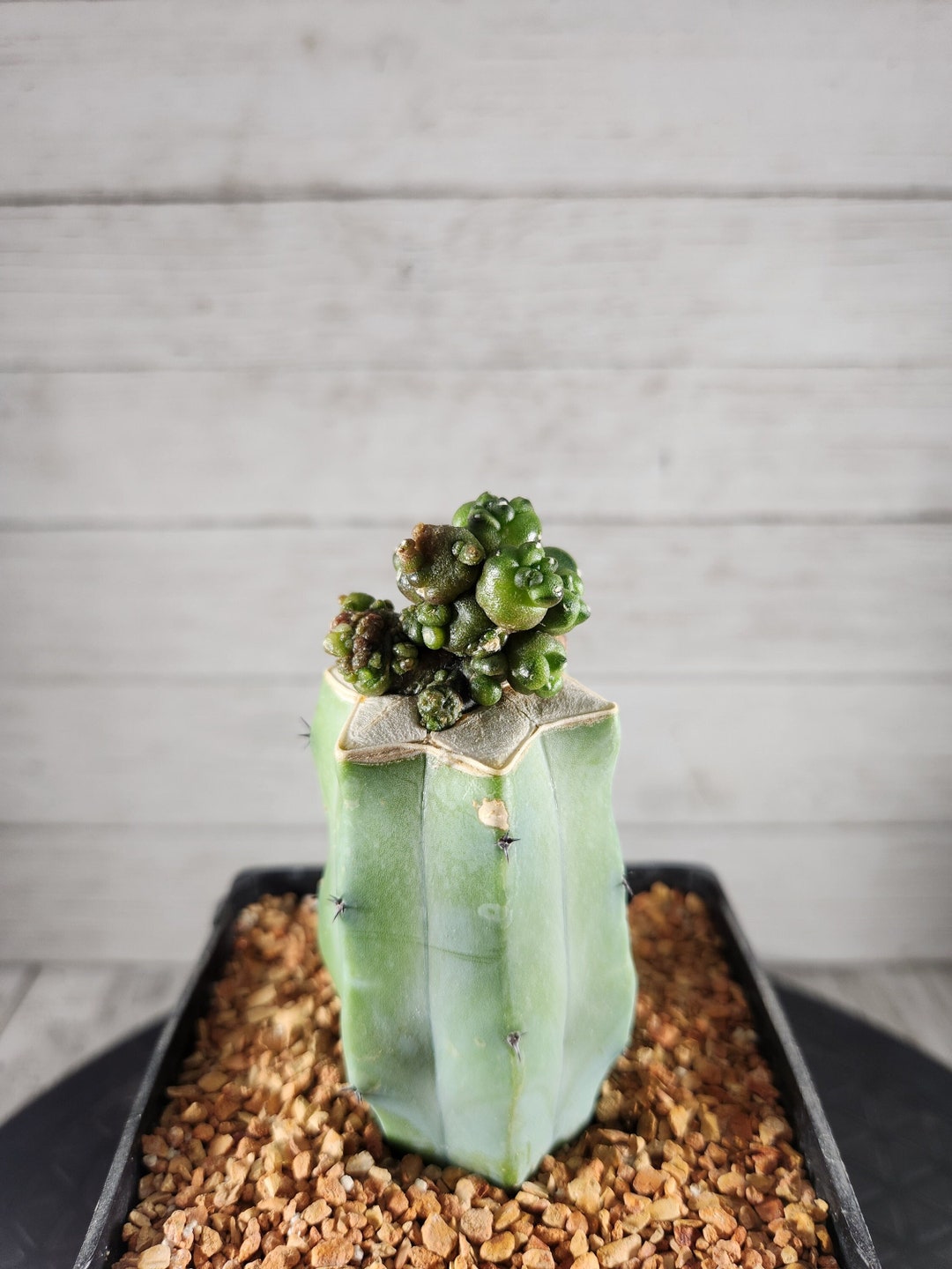 Gymnocalycium 'kikko' Transformer Monstrose Graft Rare Live Cactus ...