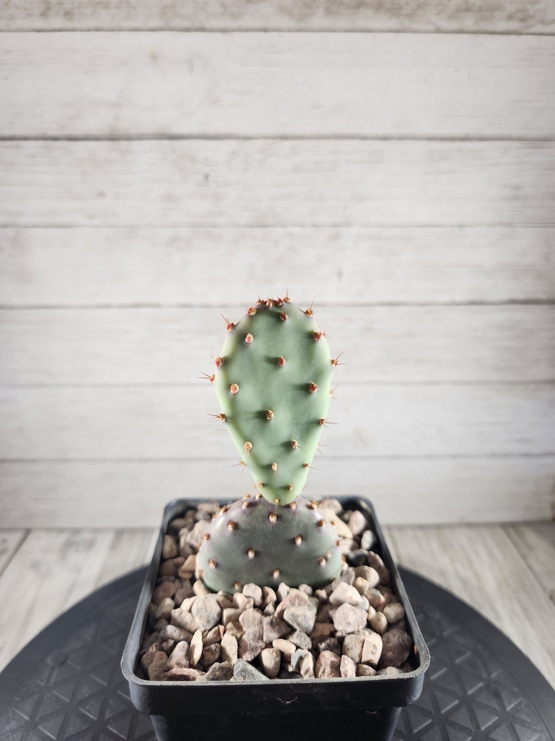 Opuntia X Basilaris 'baby Rita' Rooted Cutting Rare Live Cactus Plant ...