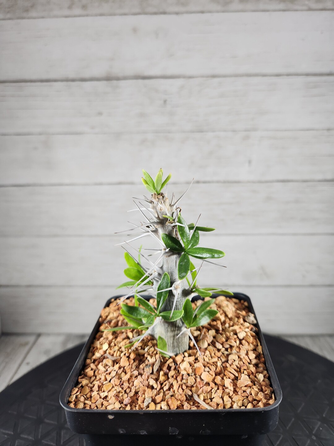 Didierea Trollii Octopus Plant Octopus Tree Rare Live Cactus Plant - Etsy
