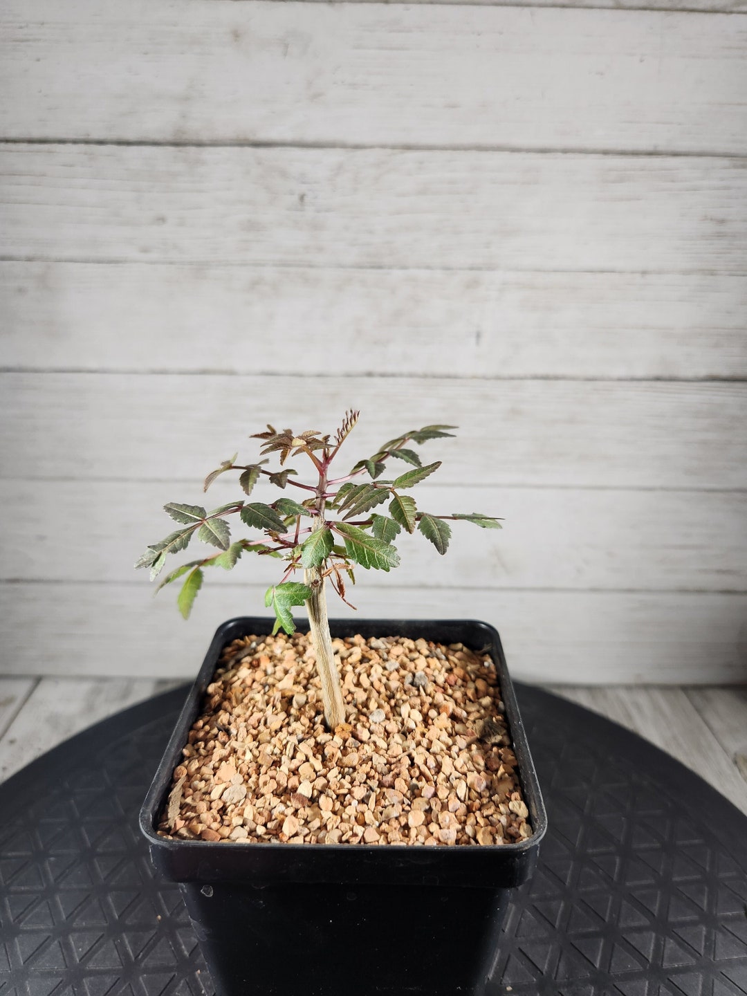 Bursera Fagaroides Torchwood Copal Fragrant Bursera Rare Live Cactus ...