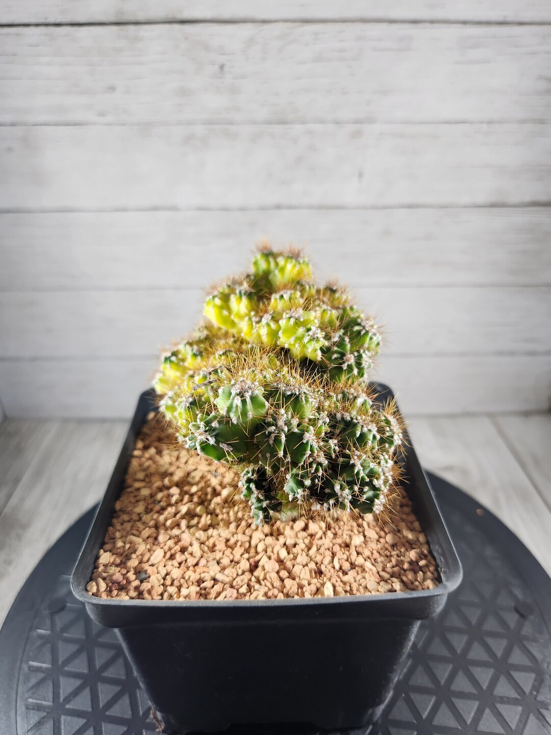 Cereus Peruvianus Monstrose Cristata Varigated Isolated Seedling Clone ...