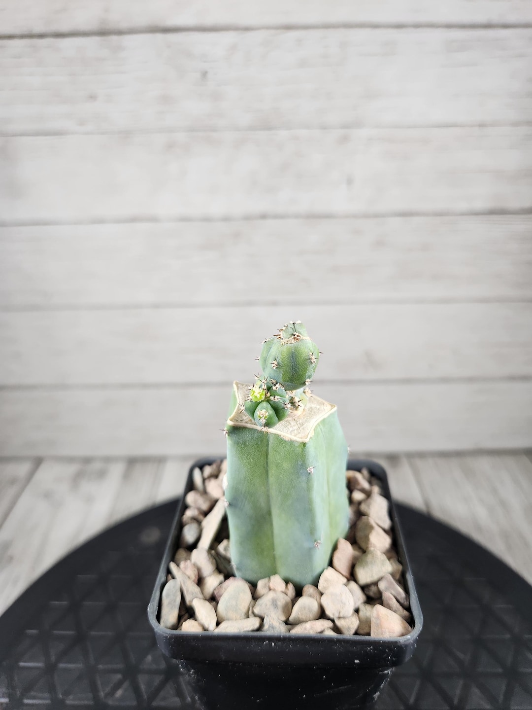 Myrtillocactus Geometrizans Cv. 'stacker' - Grafted - Rare Live Cactus ...