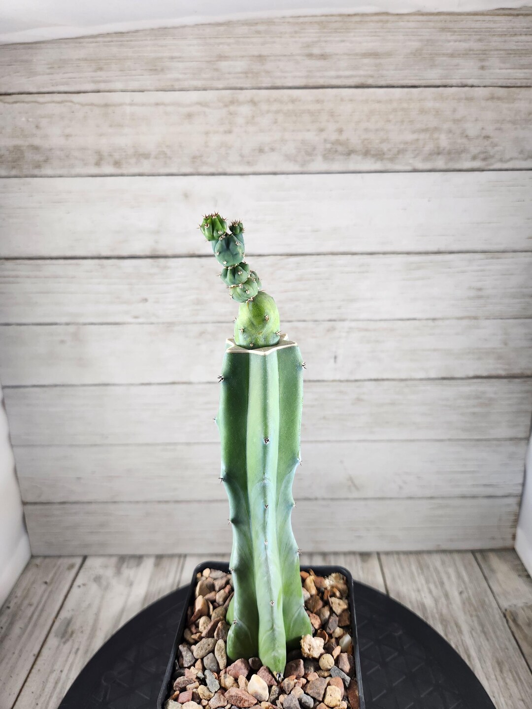 Myrtillocactus Geometrizans Cv. 'stacker' Grafted Rare Live Cactus ...