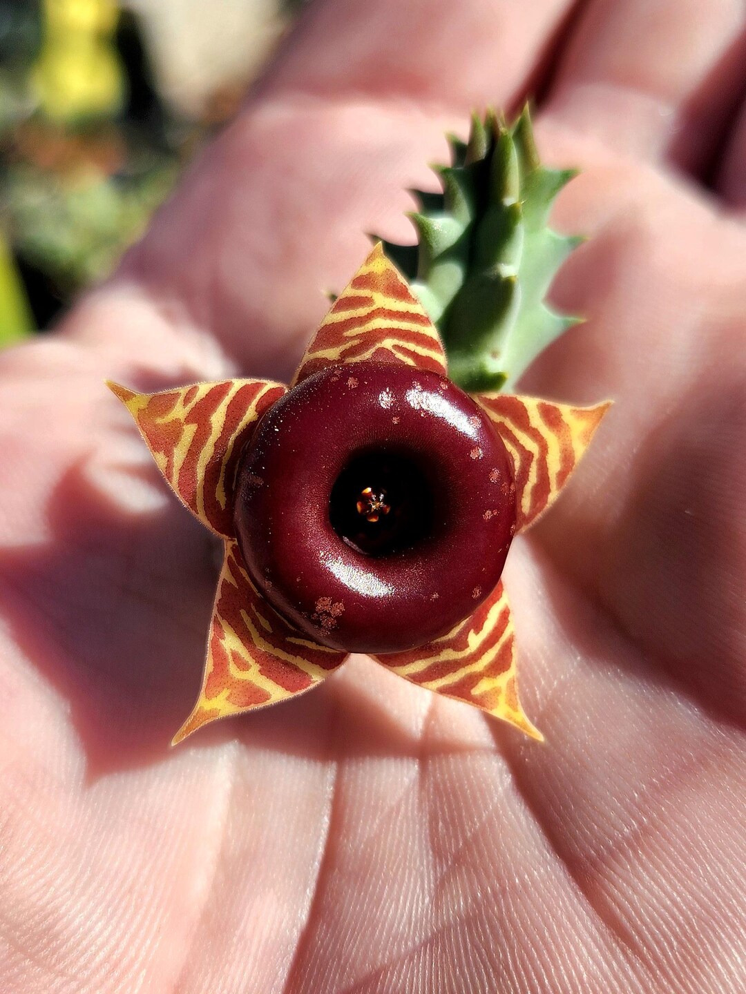 Huernia Zebrina 'variegata' Apocynaceae Life Saver Plant Rare Live ...