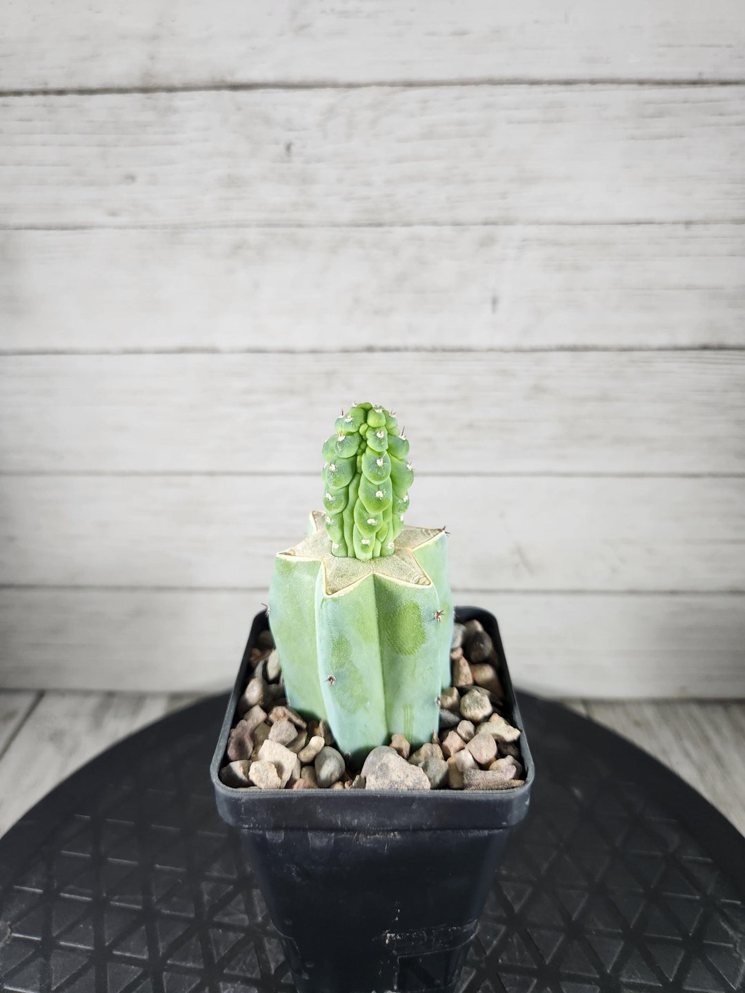 Myrtillocactus Geometrizans Cv. 'grecas' Grafted Rare Live Cactus Plant ...