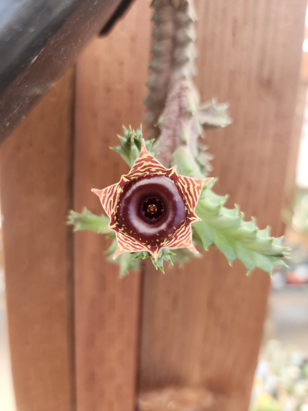Huernia Zebrina 'variegata' Apocynaceae Life Saver Plant Rare Live ...