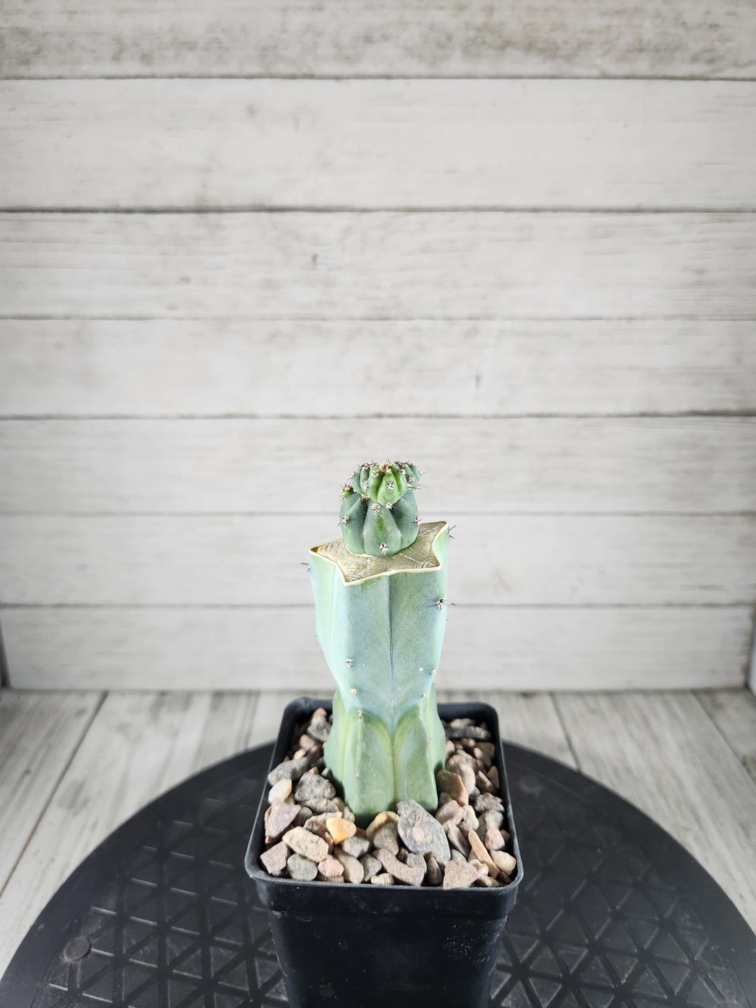 Myrtillocactus Geometrizans Cv. 'stacker' Grafted Rare Live Cactus ...