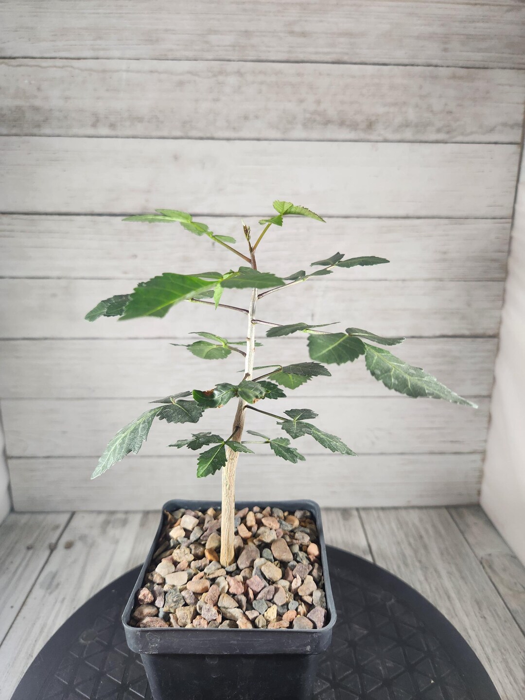 Bursera Fagaroides - Torchwood Copal - Fragrant Bursera - Rare Live ...
