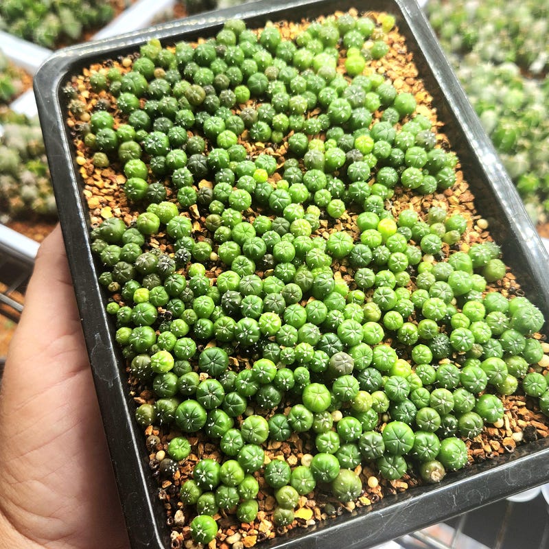 Astrophytum Seeds - Etsy