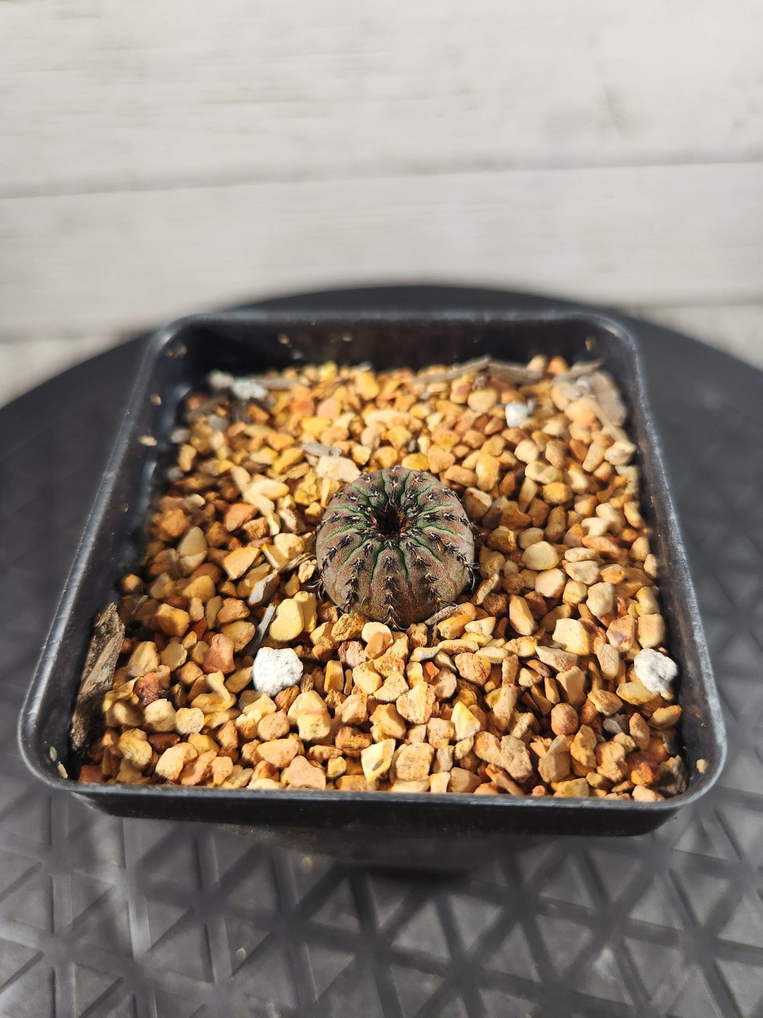 Frailea Castanea Astroides Seedling Group Donut Cactus Miniature Plant ...