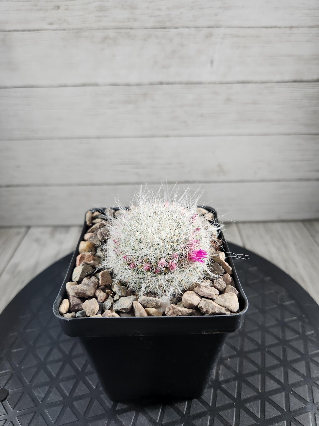 Mammillaria Hahniana - Old Lady Cactus - Seed Raised - Rare Live Cactus ...