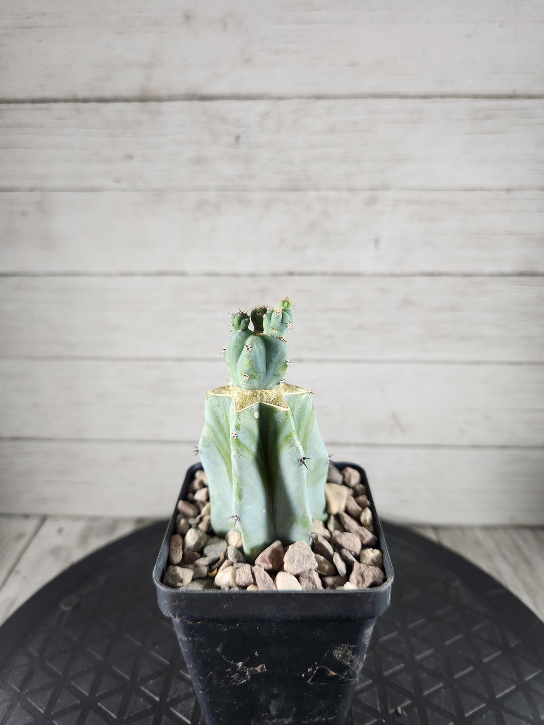 Myrtillocactus Geometrizans Cv. 'stacker' Grafted Rare Live Cactus ...