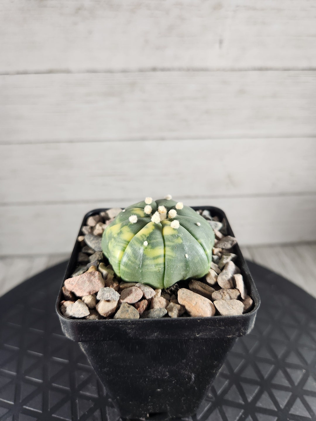 Astrophytum Star Cactus Variegated Sand Dollar Rare Live Cactus Plant ...