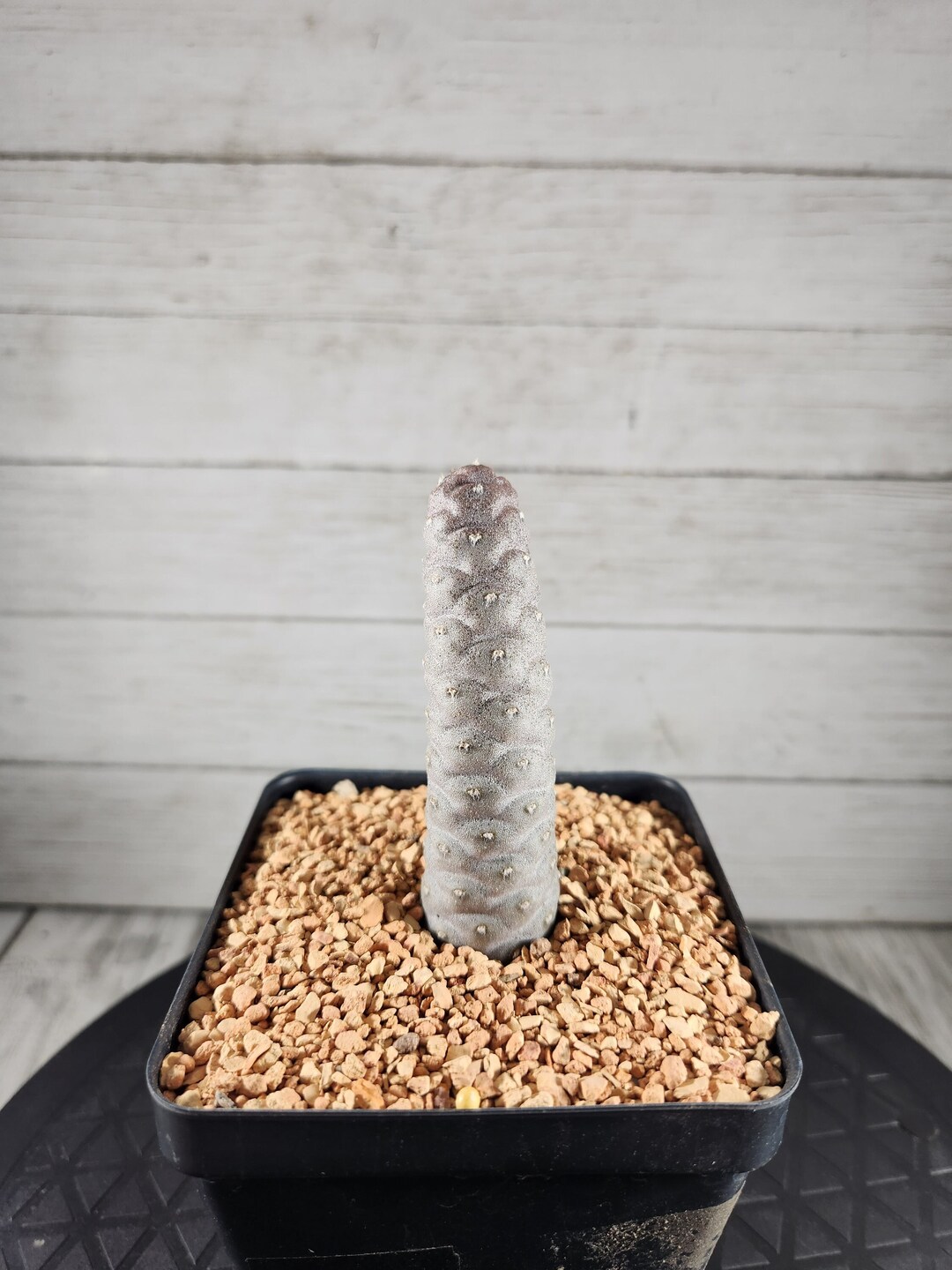 Tephrocactus Articulatus Spruce Cone Cactus Rare USA - Etsy