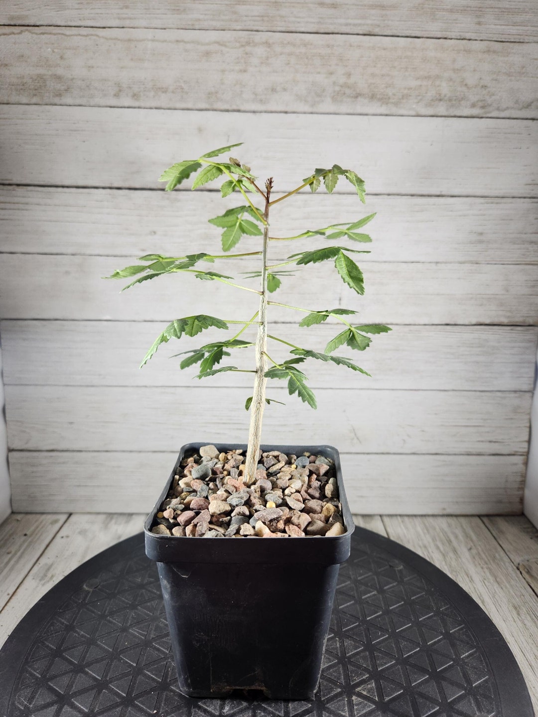 Bursera Fagaroides Torchwood Copal Fragrant Bursera Rare Live Cactus ...