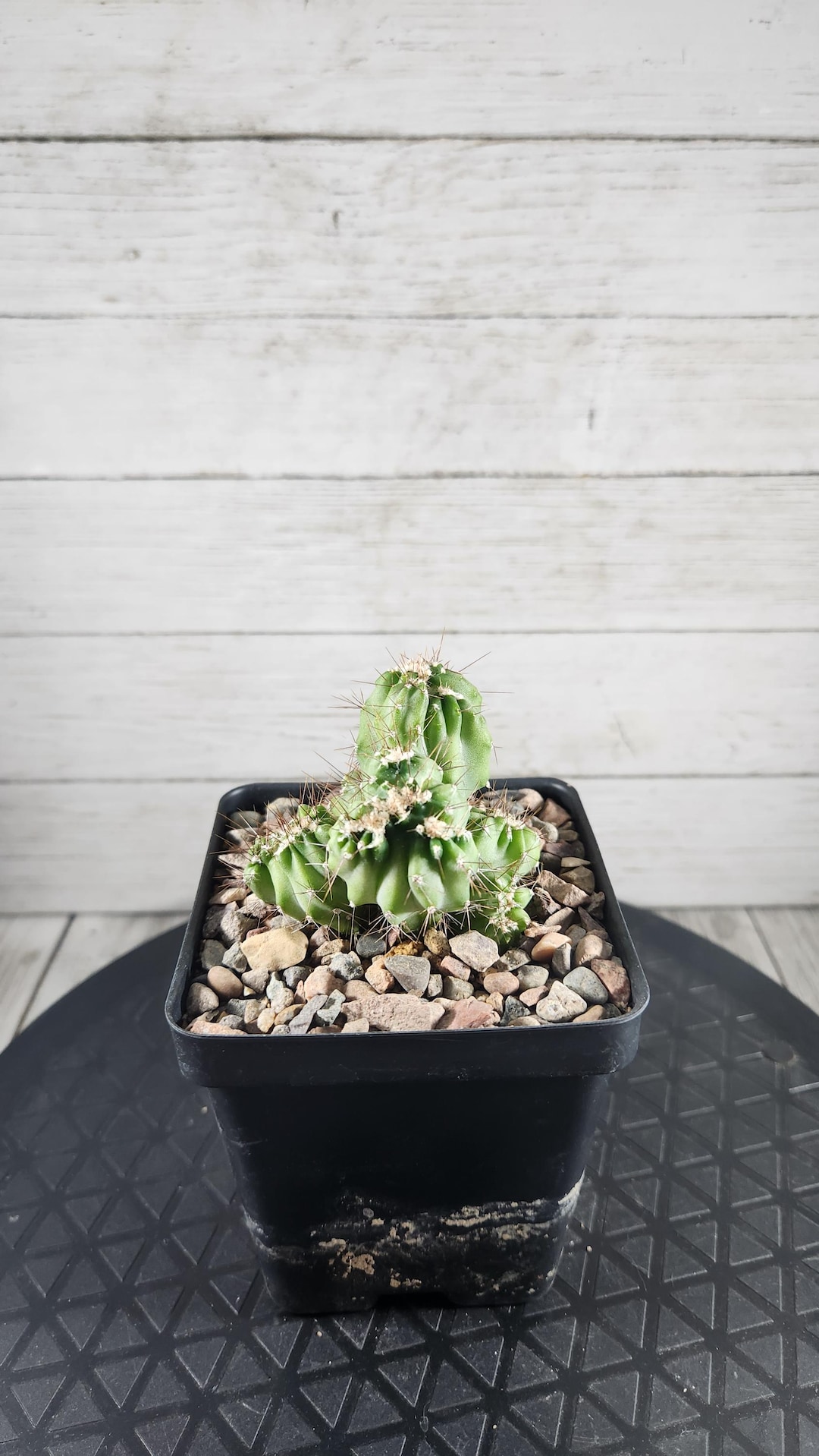 Cereus Peruvianus Monstrose Cristata Isolated Seedling Clone - Rare ...