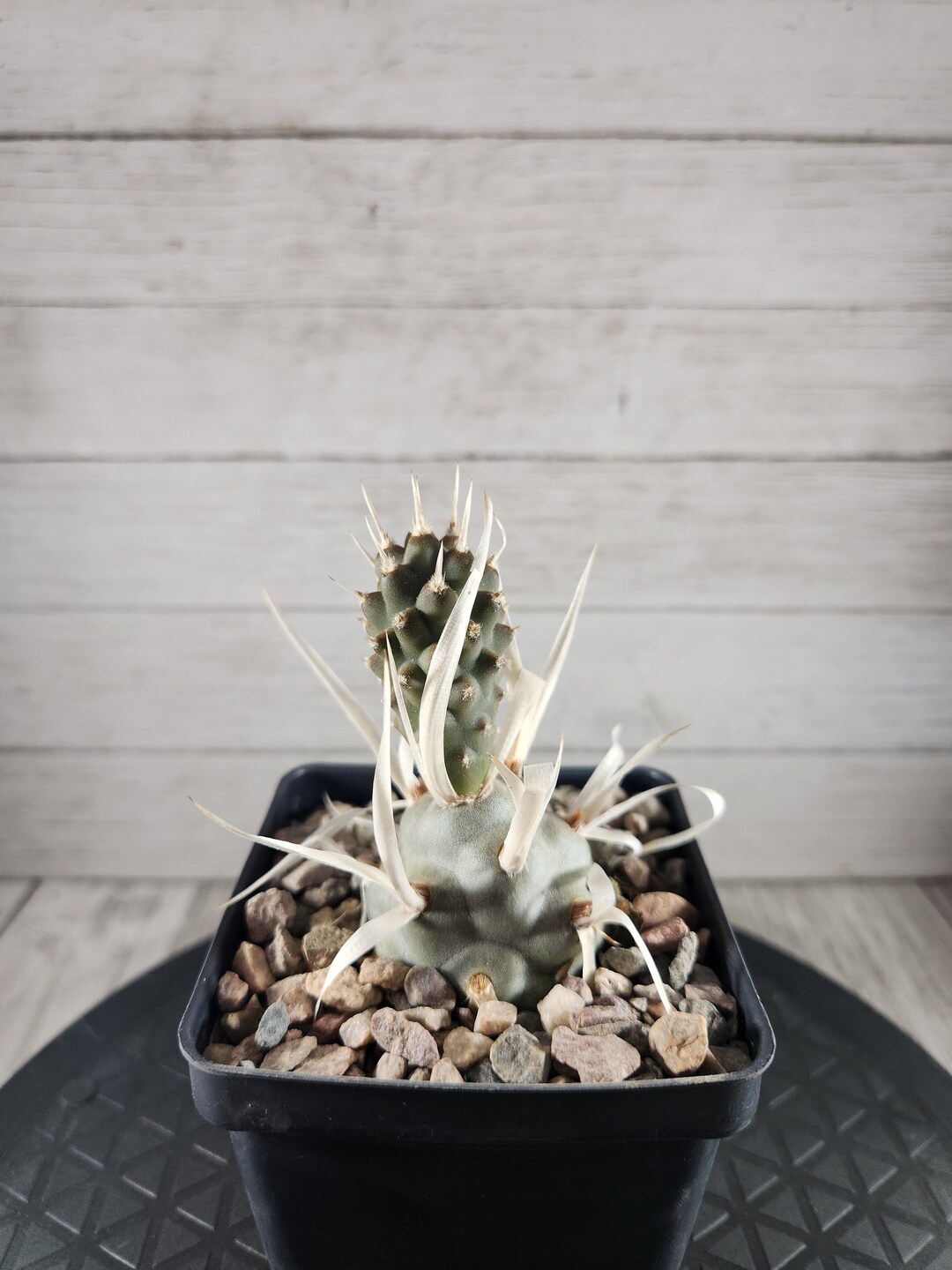 Tephrocactus Papyracanthus Paper Spine Cholla Paper Spine Cactus ...