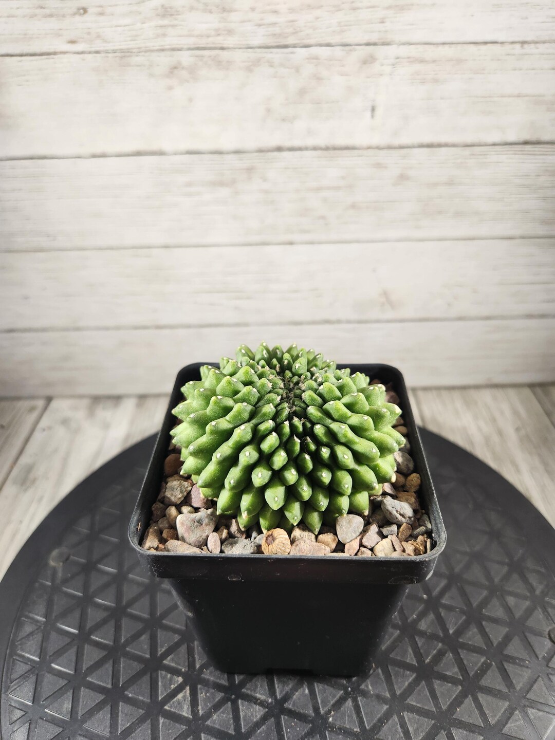 Gymnocalycium Mihanovichii Inermis F. Cristata Spineless Crested Rare ...