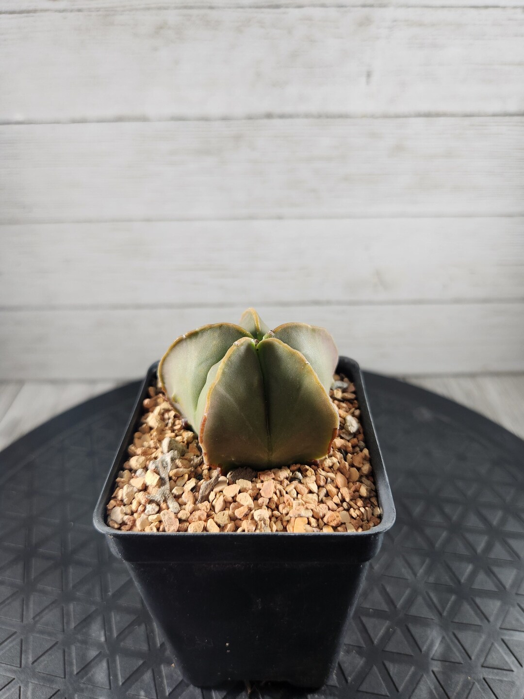 Astrophytum Myriostigma Nudum Seed Grown Rare Cactus USA - Etsy